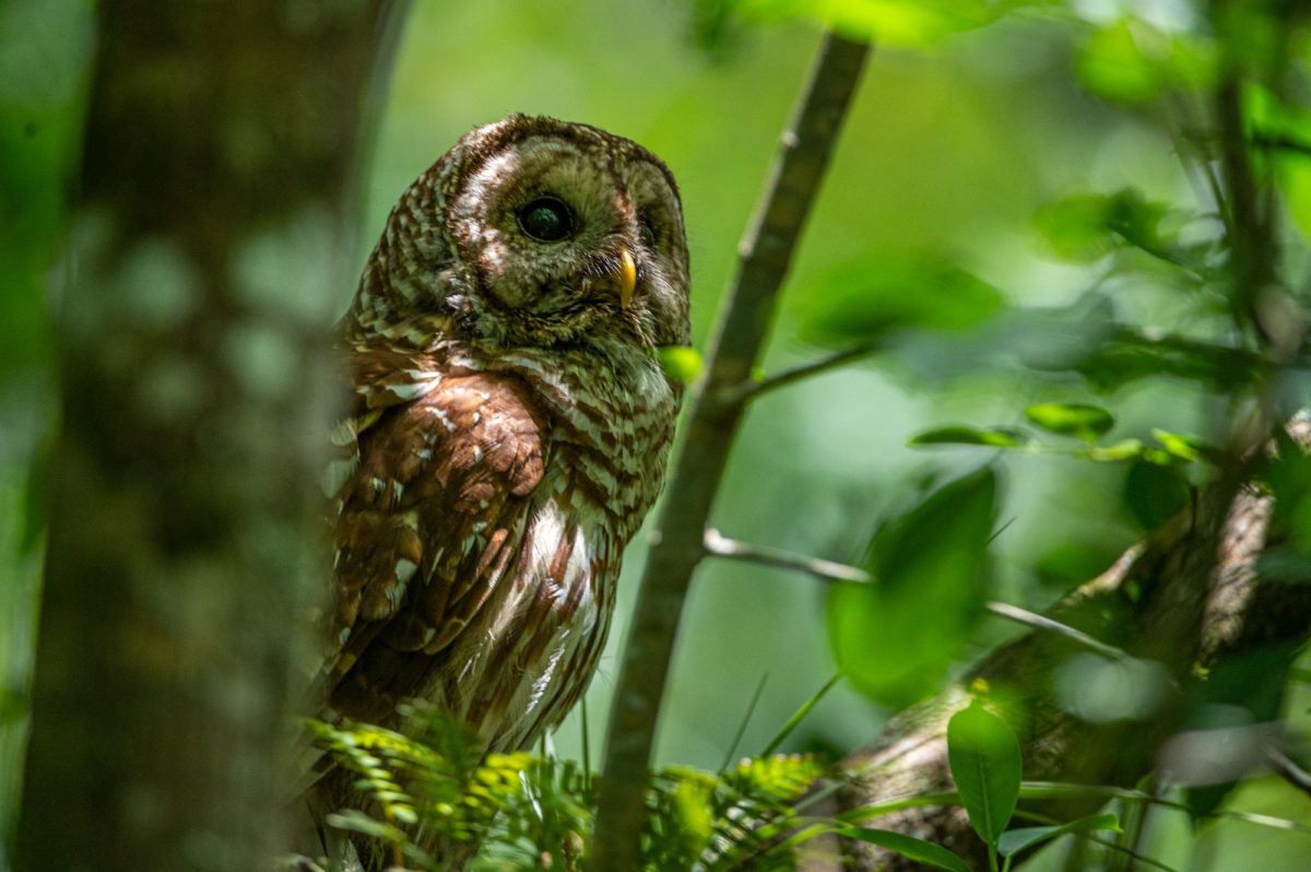 Photographing Owls in Florida: Tips & Tricks